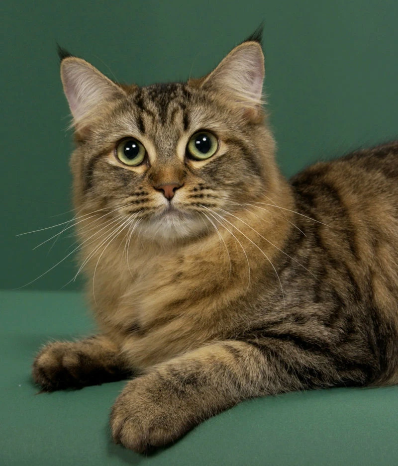 Weaselpaw (Ripped) | Warrior Clan Cats Wiki | Fandom