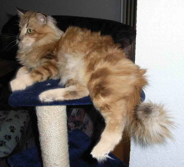 Rowansong (downfive) | Warrior Clan Cats Wiki | Fandom