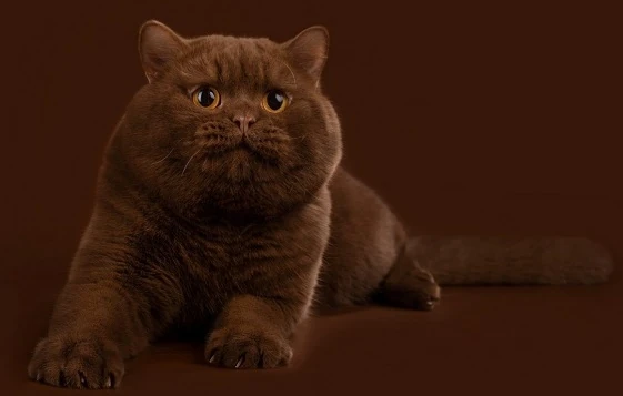 Molehill (Ice) | Warrior Clan Cats Wiki | Fandom