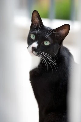 Eveningmoon (Aspen) | Warrior Clan Cats Wiki | Fandom