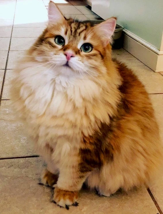 Littlekit II (isla) | Warrior Clan Cats Wiki | Fandom