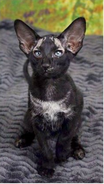 Spiderdance Mediocrecrisis Warrior Clan Cats Wiki Fandom