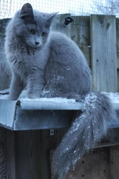 Bubblebeam (Ash) | Warrior Clan Cats Wiki | Fandom