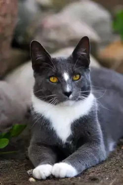 Smokepelt (Ice) | Warrior Clan Cats Wiki | Fandom