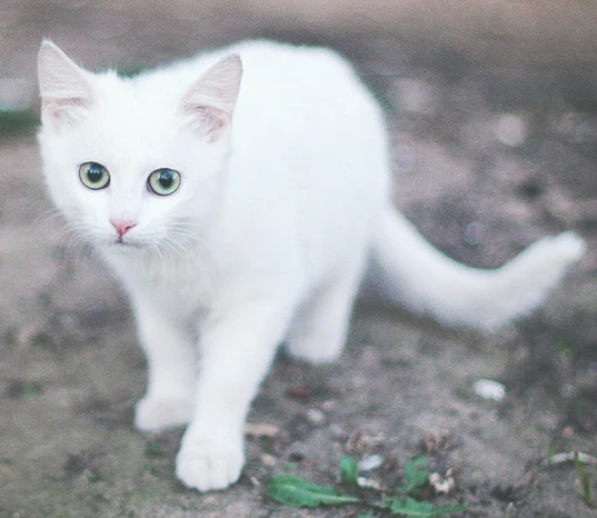 Shymoon (isla) | Warrior Clan Cats Wiki | Fandom