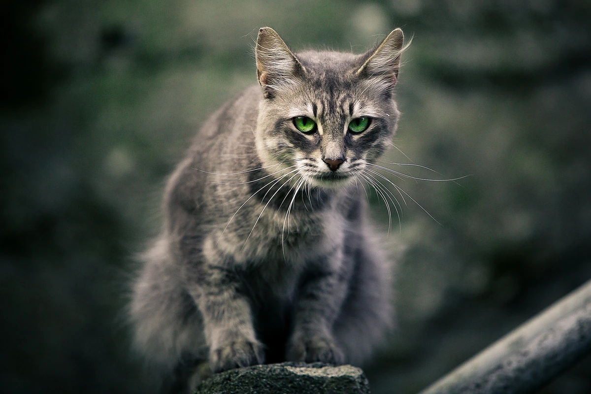 Aspenpaw (RainyHeart) | Warrior Clan Cats Wiki | Fandom