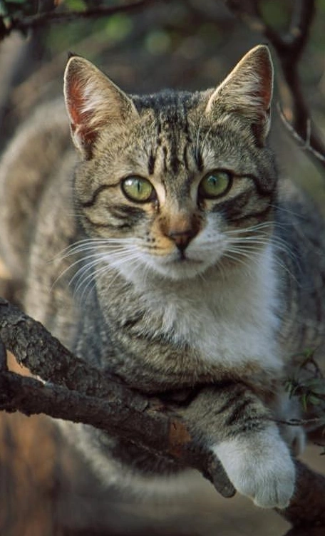 Thrushstripe (Shadow) | Warrior Clan Cats Wiki | Fandom