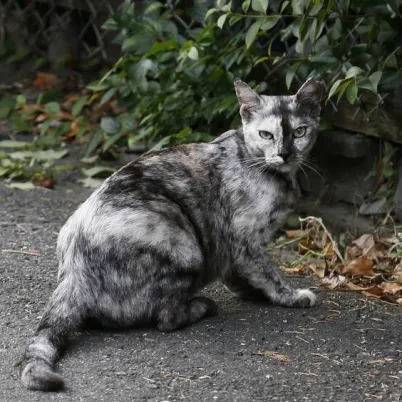 Cinderpaw (Copperbeans) | Warrior Clan Cats Wiki | Fandom