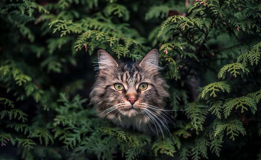 Thistlepaw (Seer) | Warrior Clan Cats Wiki | Fandom