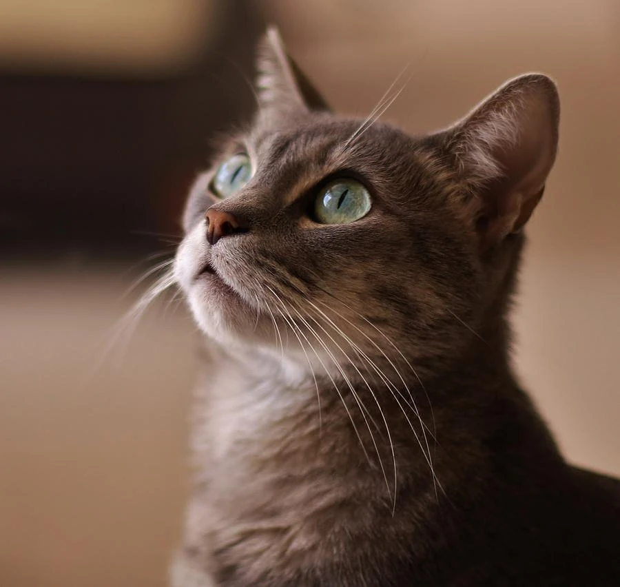 Falconstar (King Falcon I) | Warrior Clan Cats Wiki | Fandom