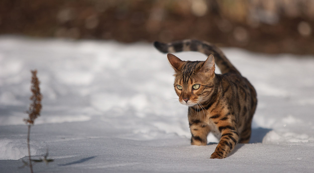 Foxpaw Icee Warrior Clan Cats Wiki Fandom