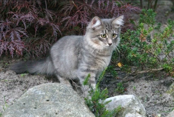 Hazekit (Drift) | Warrior Clan Cats Wiki | Fandom