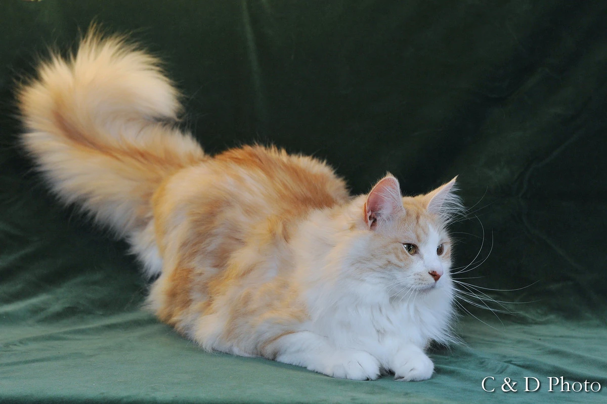 Rowancloud (Pinely-san) | Warrior Clan Cats Wiki | Fandom