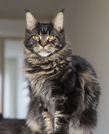 Briarthorn (Maple) | Warrior Clan Cats Wiki | Fandom