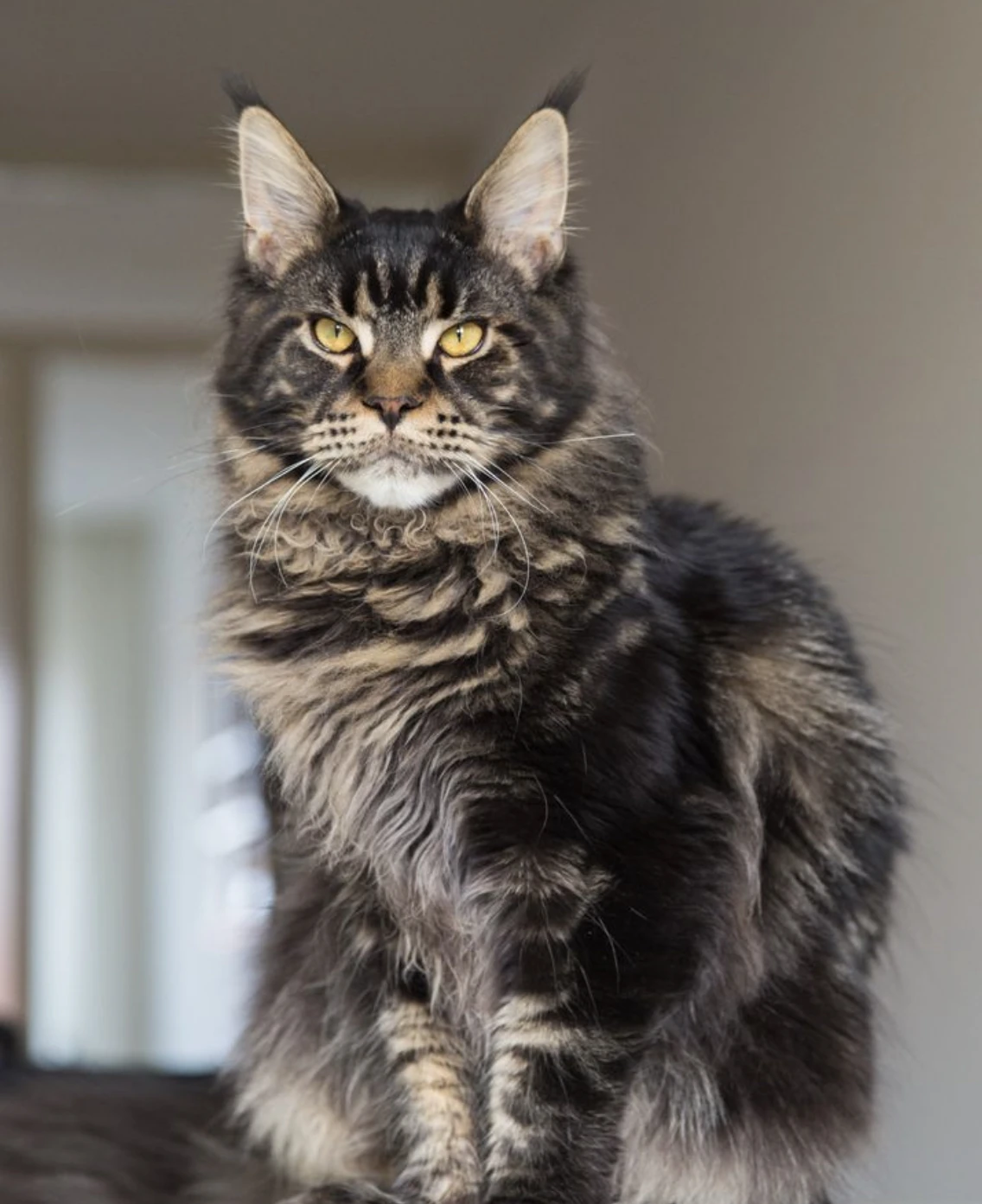 Briarthorn (Maple) | Warrior Clan Cats Wiki | Fandom