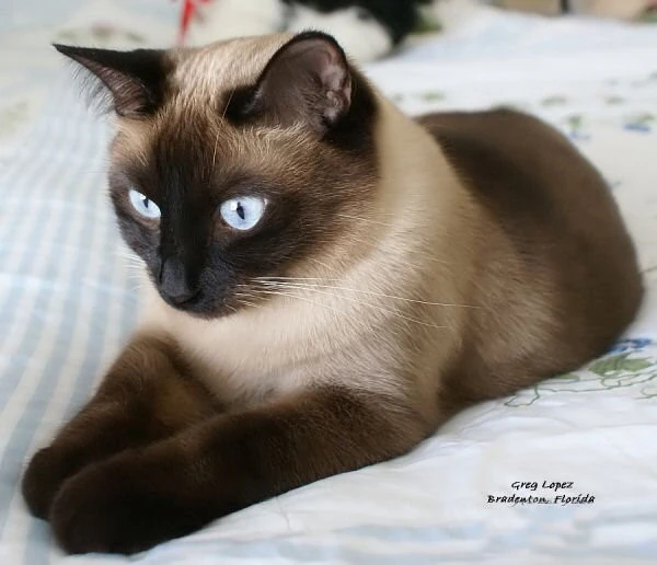 Eagle (Toy) | Warrior Clan Cats Wiki | Fandom