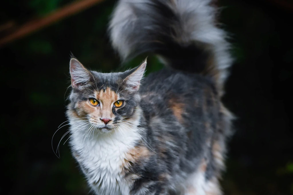 Nightbird (Maple) | Warrior Clan Cats Wiki | Fandom