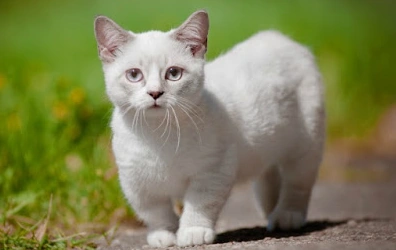 Tinylegs (Ice) | Warrior Clan Cats Wiki | Fandom