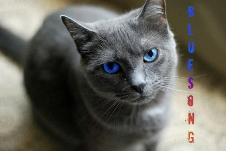 Bluesong (Bleu Haikyuu) | Warrior Clan Cats Wiki | Fandom