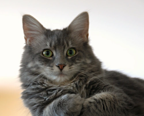 Firkit (isla) | Warrior Clan Cats Wiki | Fandom