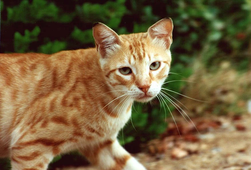 Leopardclaw (RainyHeart) | Warrior Clan Cats Wiki | Fandom