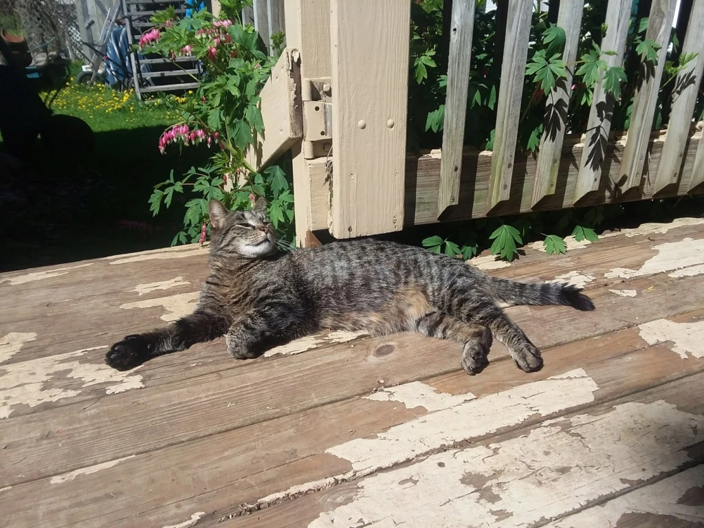 Swiftpaw (Tarto-sensei) | Warrior Clan Cats Wiki | Fandom