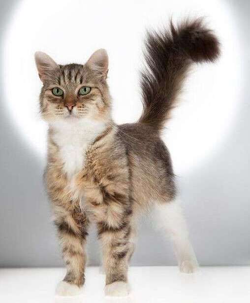 Alderpaw Aspen Warrior Clan Cats Wiki Fandom
