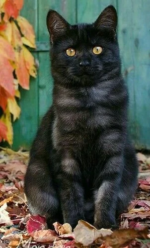 Owlshriek (Splotch) | Warrior Clan Cats Wiki | Fandom