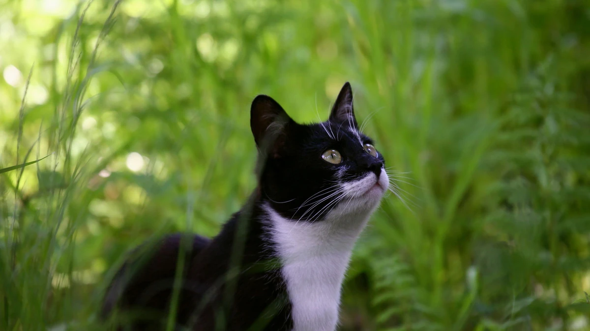 Littlepaw (addie) | Warrior Clan Cats Wiki | Fandom