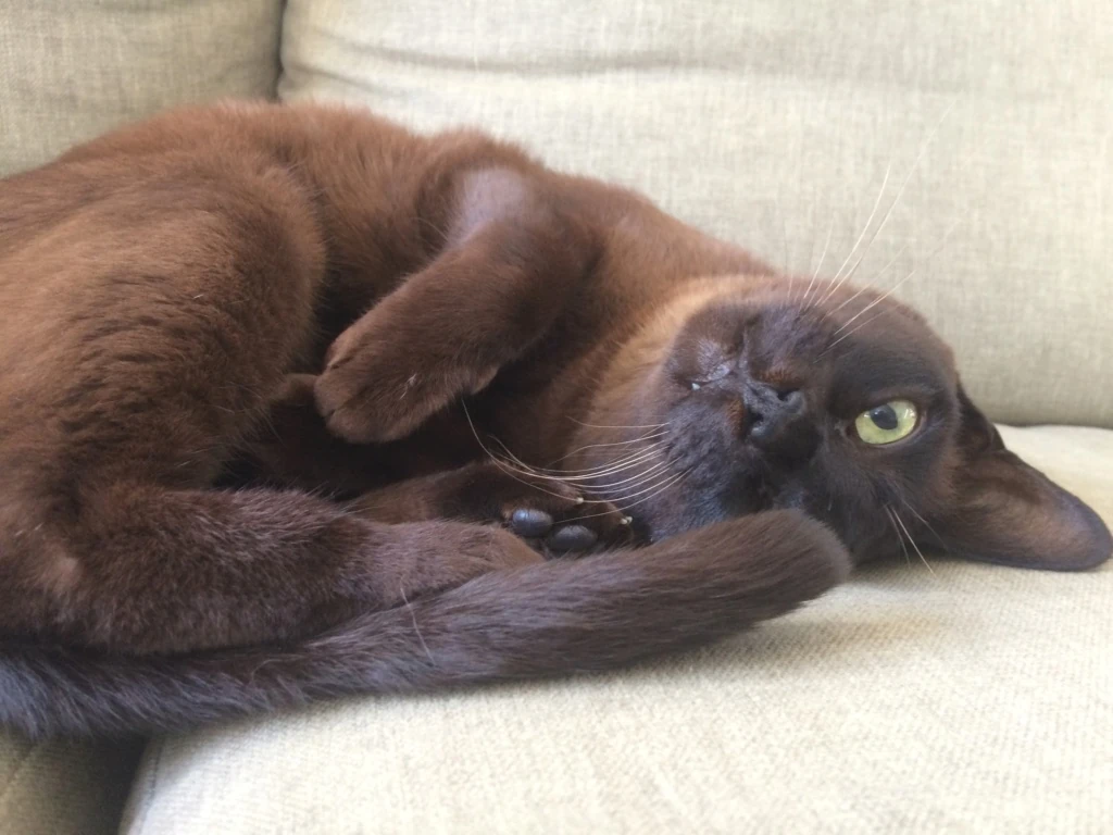 Hazelshade (isla) | Warrior Clan Cats Wiki | Fandom