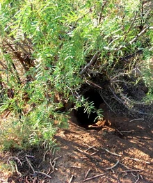 LightningClan Territory | Warriors Cats Roleplay Wiki | Fandom