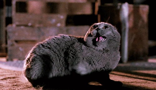 Rogues | Warriors Diversity Wiki | Fandom