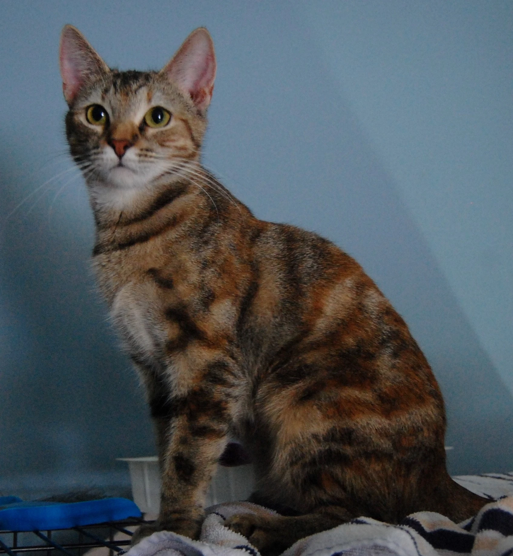 Brown Mackerel Torbie