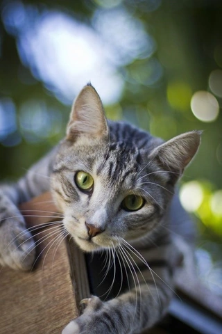 Breezeflame | Warriors Diversity Wiki | Fandom