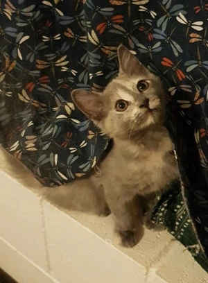 Willowkit | Warriors Diversity Wiki | Fandom