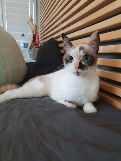 Kensi | Warriors Diversity Wiki | Fandom