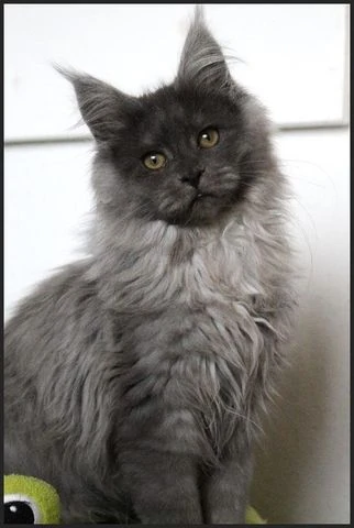 Ashtail | Warriors Diversity Wiki | Fandom