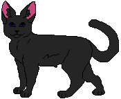 Darkflower | Warriors: Clans Rewritten Wiki | Fandom