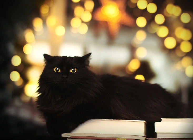 Nightshade | Warriors: Dawn of the Clans Wiki | Fandom