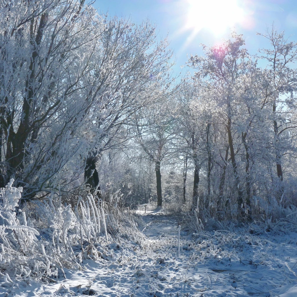 FrostClan | Warriors FrostClan Roleplay Wikia | Fandom