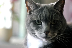 Hailstar | Warriors Into The Forest Wiki | Fandom