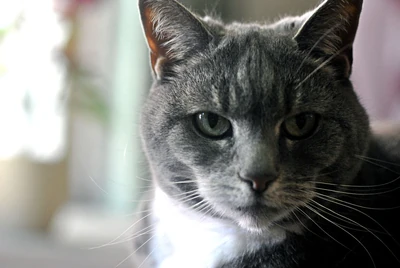 Hailstar | Warriors Into The Forest Wiki | Fandom