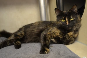 Ivytail | Warriors Into The Forest Wiki | Fandom