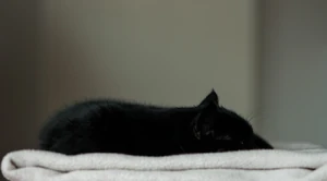 Nightpelt | Warriors Into The Forest Wiki | Fandom