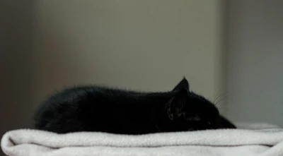 Nightpelt | Warriors Into The Forest Wiki | Fandom