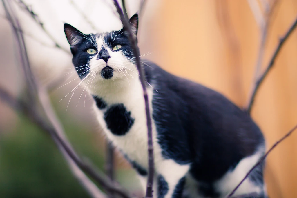 Berryface | Warriors Into The Forest Wiki | Fandom