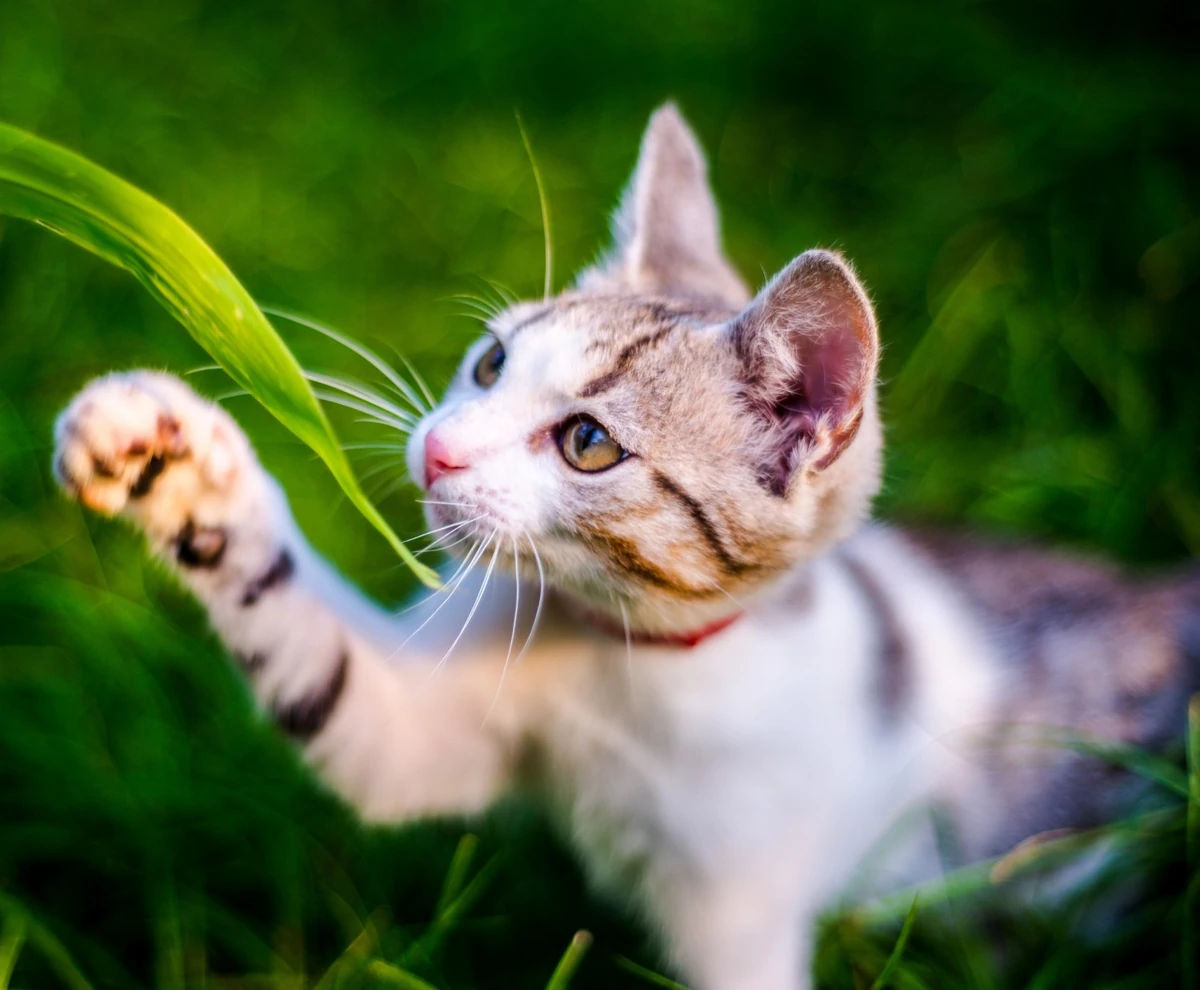 Briarpaw | Warriors Into The Forest Wiki | Fandom