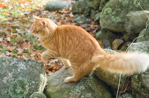 Mothwing | Warriors Into The Forest Wiki | Fandom