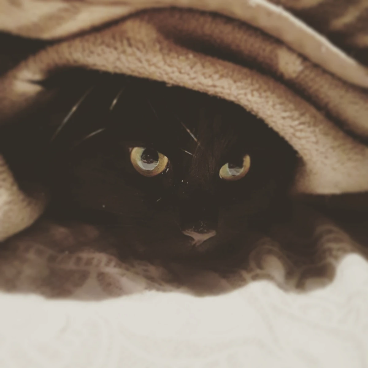 Darkflower | Warriors Into The Forest Wiki | Fandom