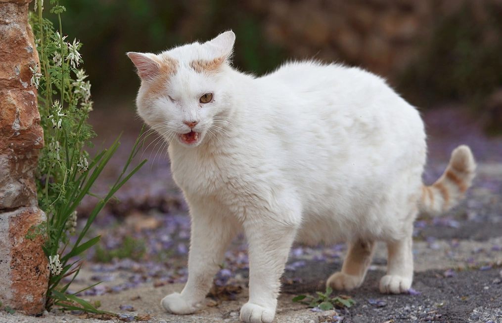 Cloverstorm | Warriors Into The Forest Wiki | Fandom